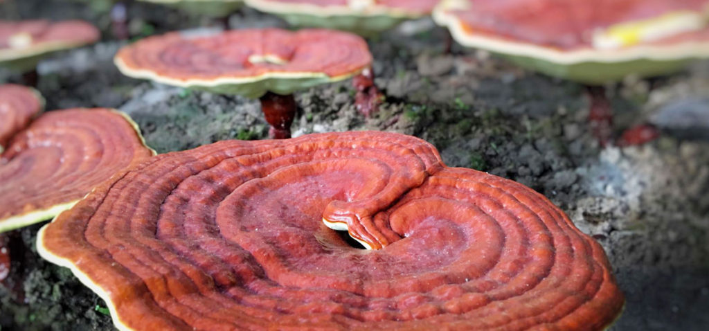 Ganoderma Facts - OG ACADEMY