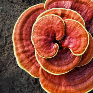 Ganoderma - OG ACADEMY
