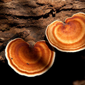 Ganoderma - OG ACADEMY