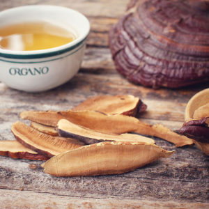 Ganoderma - OG ACADEMY